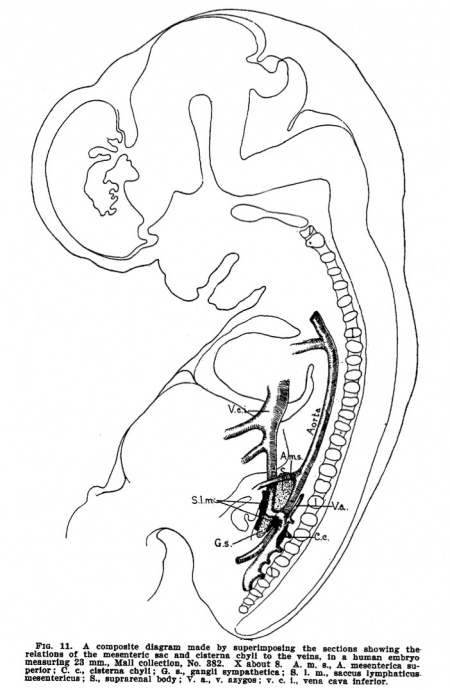 Cardiovascular System - Lymphatic Development - Embryology