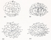 Paper - The Organization and Cell-Lineage of the Ascidian Egg - Embryology