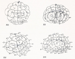 Paper - The Organization and Cell-Lineage of the Ascidian Egg - Embryology