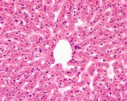 Gastrointestinal Tract - Histology - Embryology