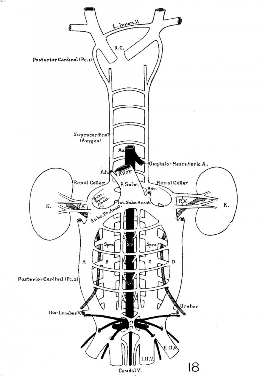 Paper - The development of the vena cava inferior in man (1925 ...