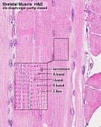 Skeletal Muscle Histology - Embryology