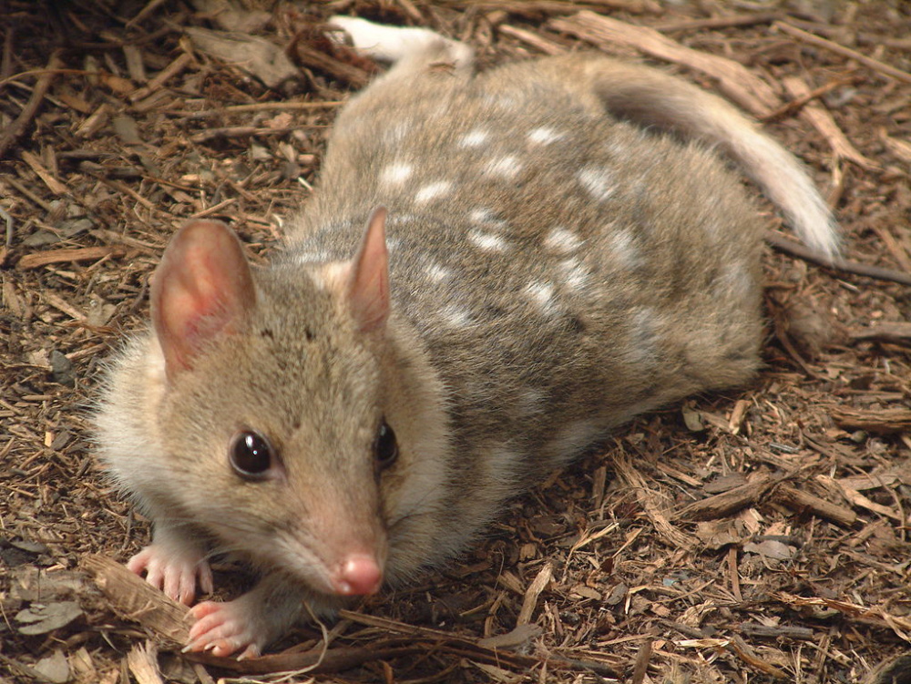 Paper - The reproductive cycle in the marsupial Dasyurus viverrinus ...