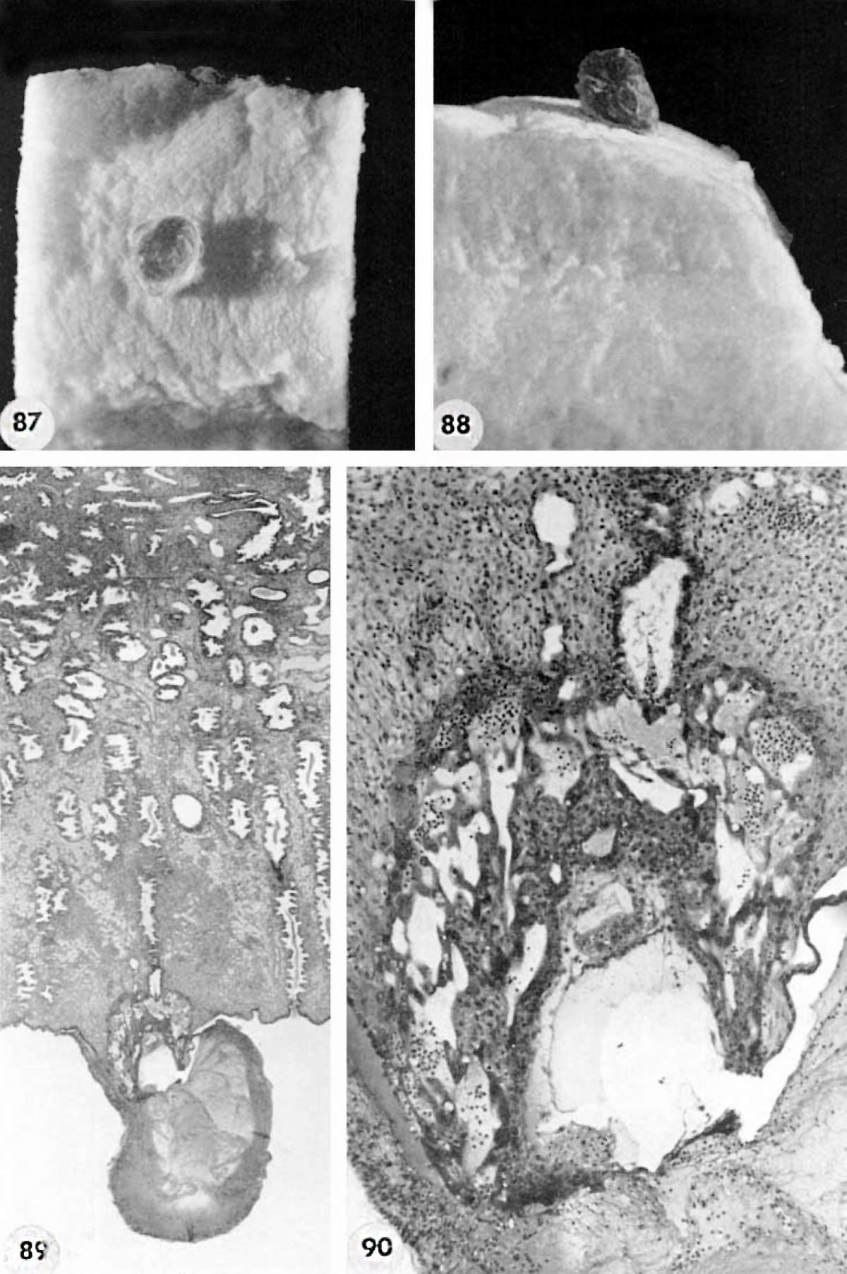 Paper - A description of 34 human ova within the first 17 days of ...