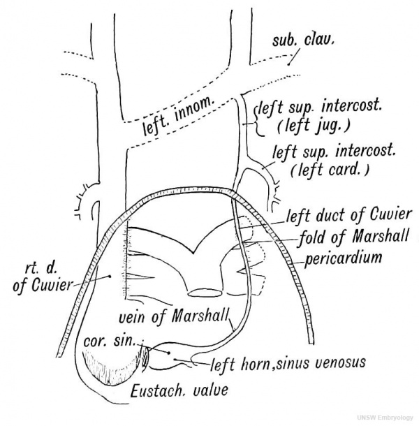 Book - Human Embryology and Morphology 16 - Embryology