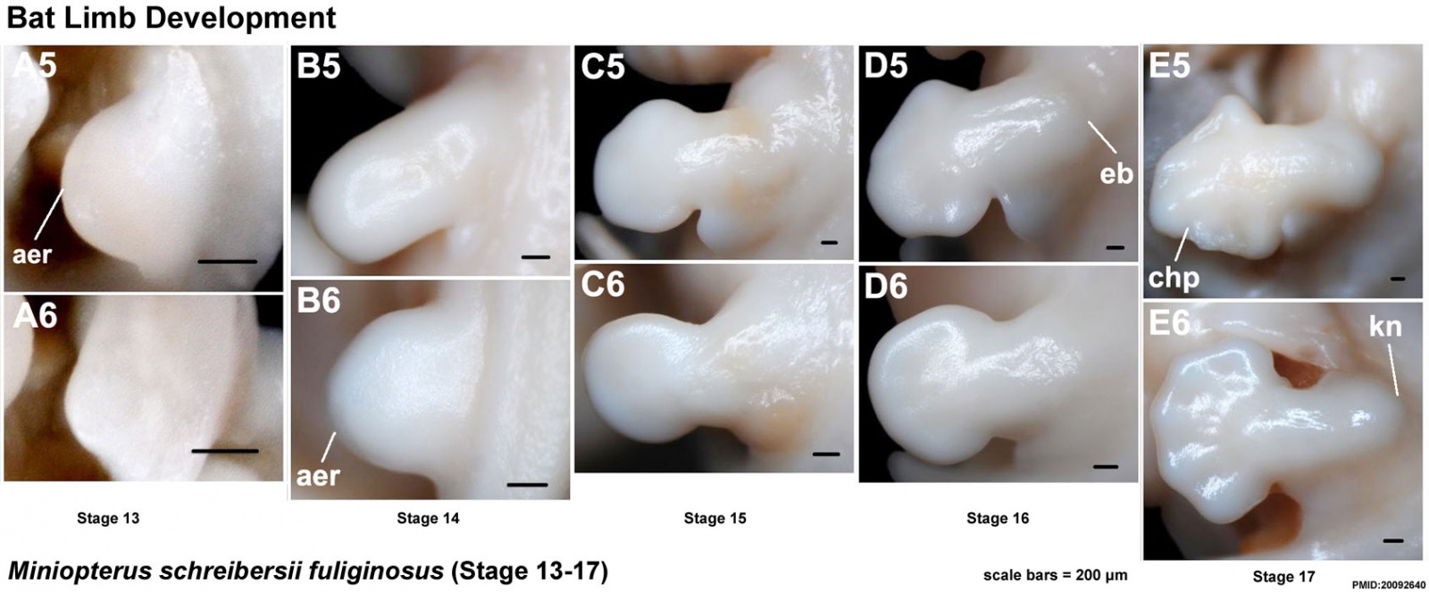 Bat Development - Embryology
