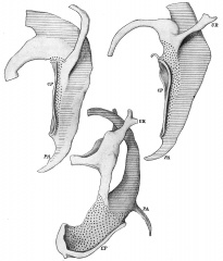 Paper - The Terminal Part of the Wolffian Duct - Embryology