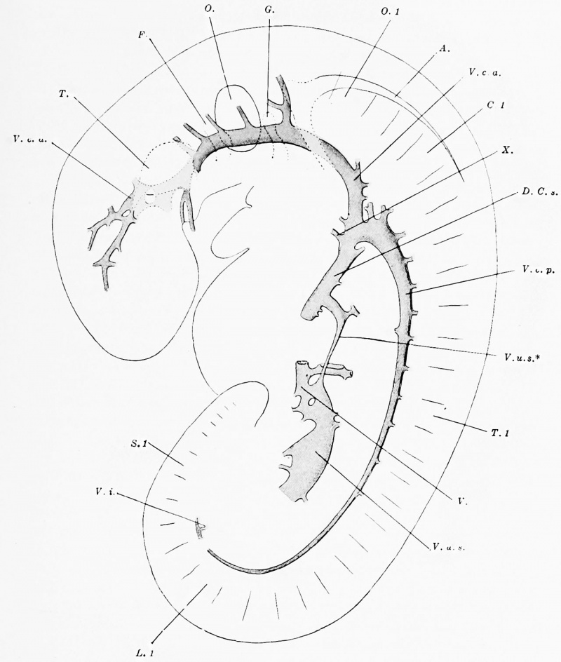 Book - Manual of Human Embryology 18-5 - Embryology