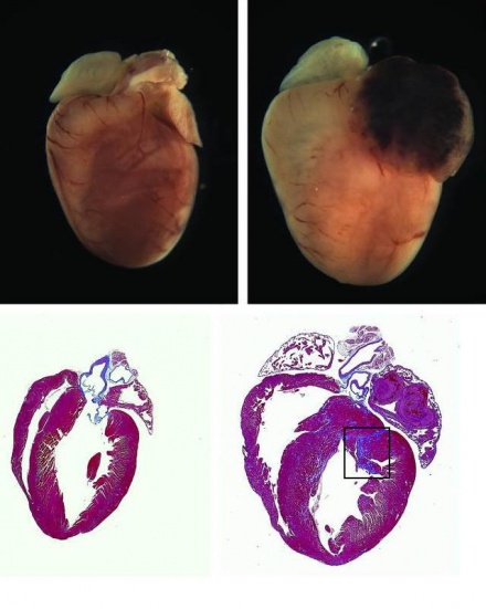 2011 Group Project 8 - Embryology