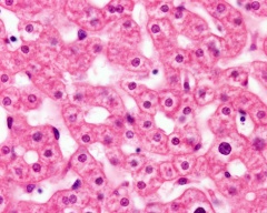 Gastrointestinal Tract - Histology - Embryology