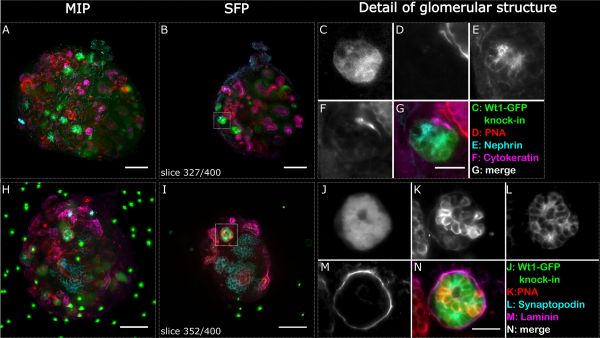 Organoids - Embryology