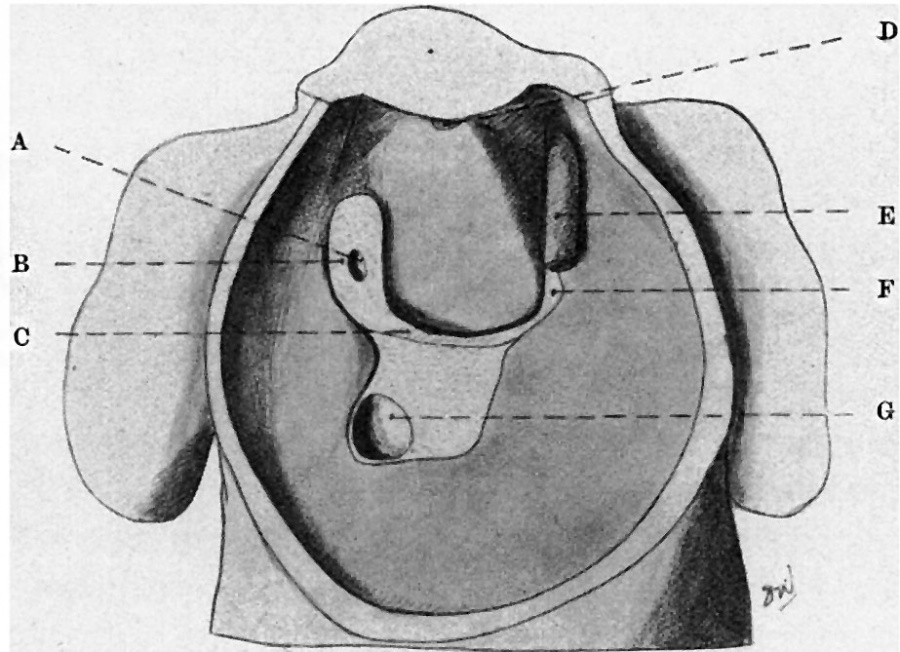 Paper - Developmental Changes in the Pericardium, the Mesocardia, and ...