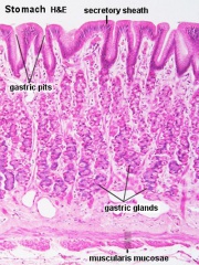 Gastrointestinal Tract - Histology - Embryology