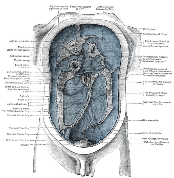 Coelomic Cavity Development - Embryology