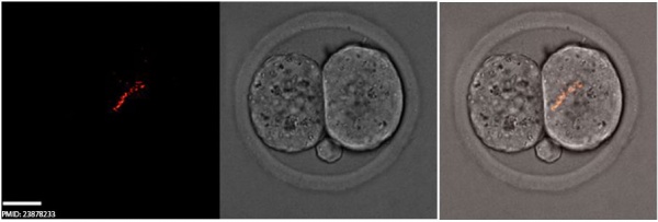 Mouse Stages - Embryology
