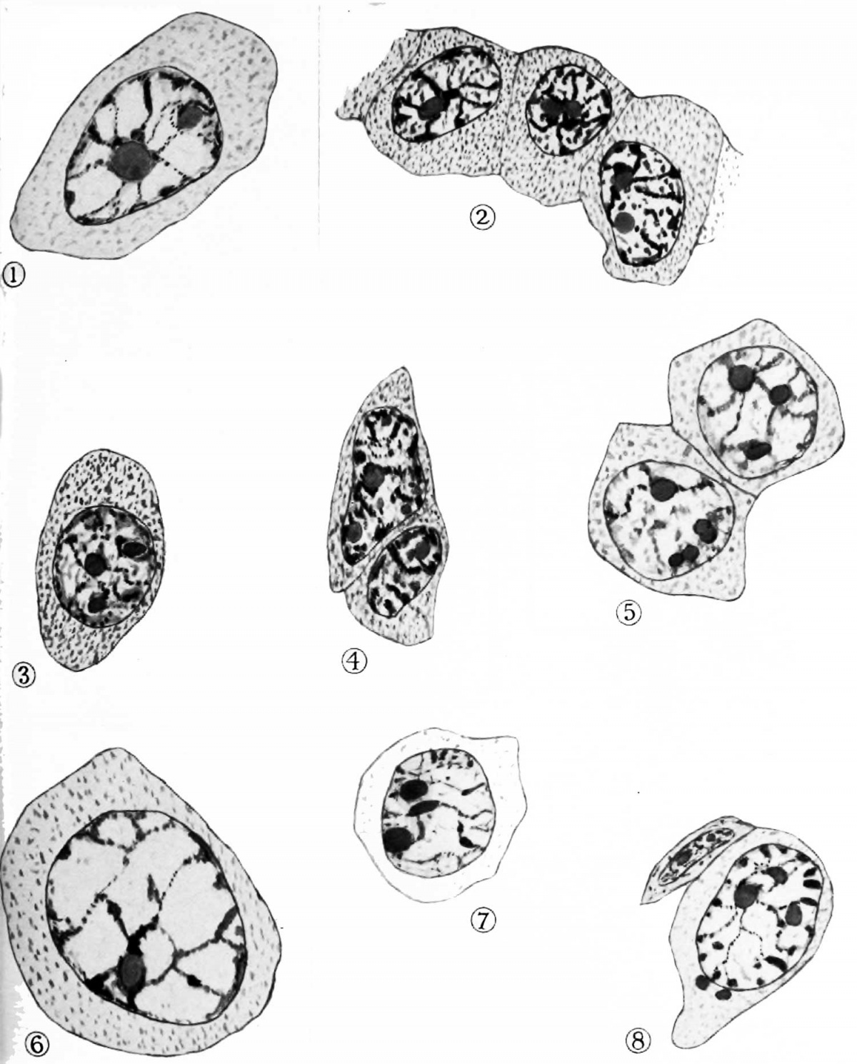 Paper - Development of the Mouse Gonads 1 - Embryology