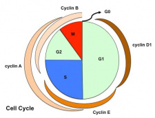 G - Embryology