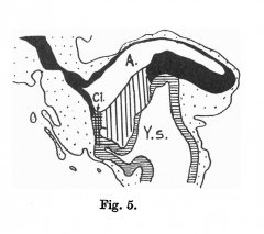 Category:Cloaca - Embryology