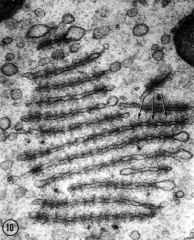 Carnegie stage 1 - Embryology