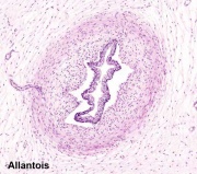 Placenta - Membranes - Embryology