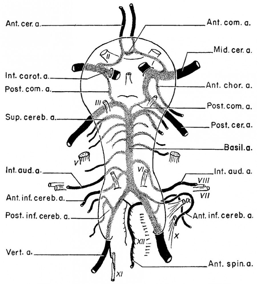 Paper - Significant superficial anastomoses in the arterial blood ...