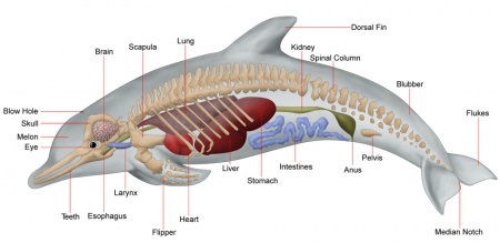 Dolphin Development - Embryology