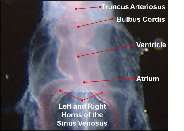 Cardiovascular System Development - Embryology