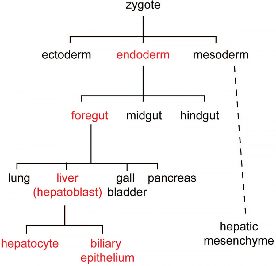 Book - Liver development - Embryology