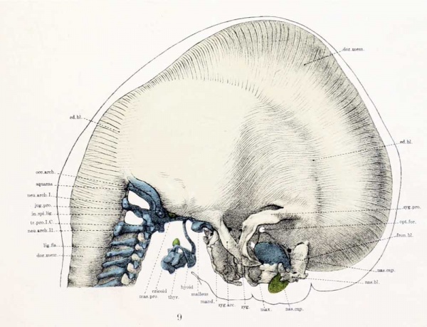 Paper - The cartilaginous skull of a human embryo twenty-one ...