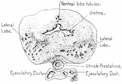 Prostate Development - Embryology