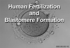 Fertilization - Embryology