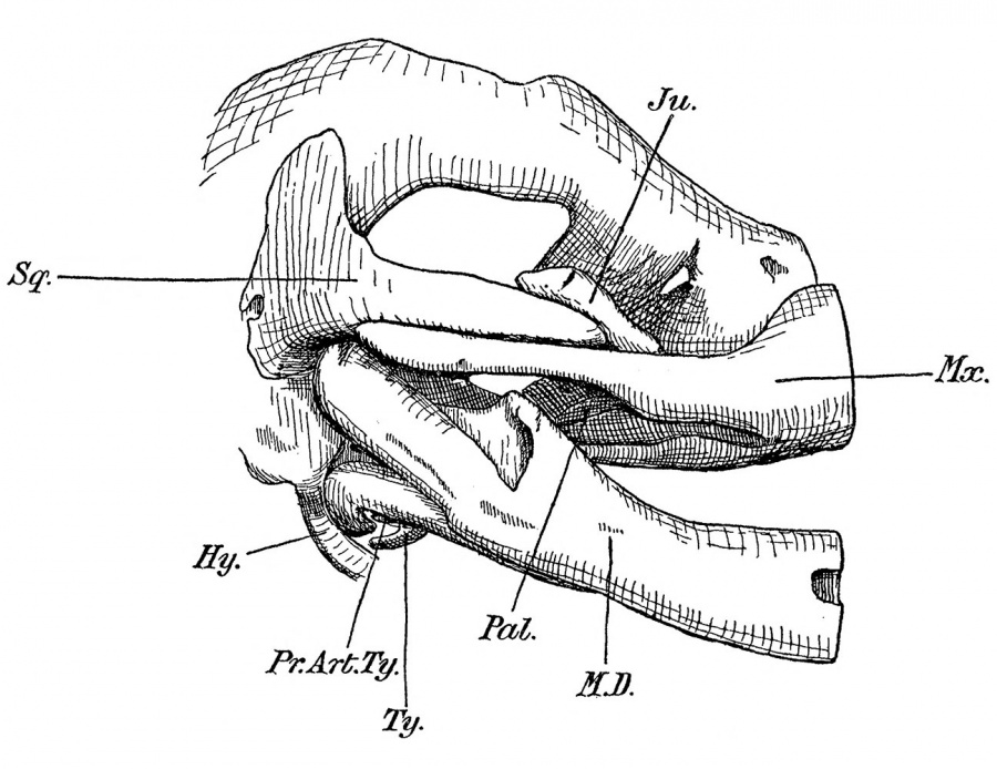 Paper - The Monotreme Skull - A Contribution to Mammalian Morphogenesis ...
