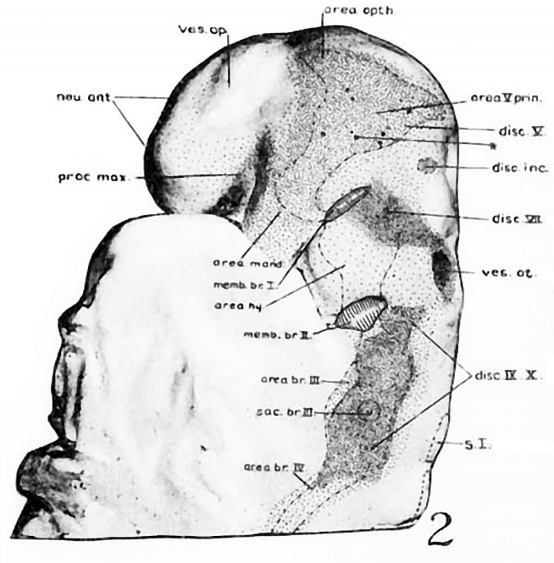 Paper - The Anatomy of Human Embryos with Seventeen to Twenty-three ...