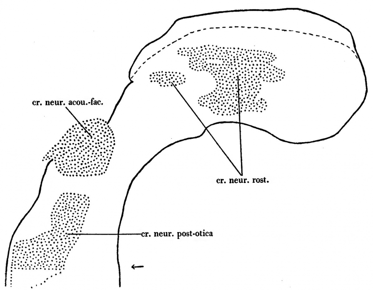Paper - Observations on the neural crest of a ten-somite human embryo ...