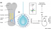 Category:Mouse E8.5 - Embryology