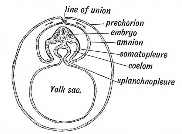 Book - Human Embryology and Morphology 7 - Embryology