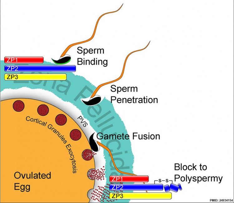 Lecture - Week 1 and 2 Development - Embryology