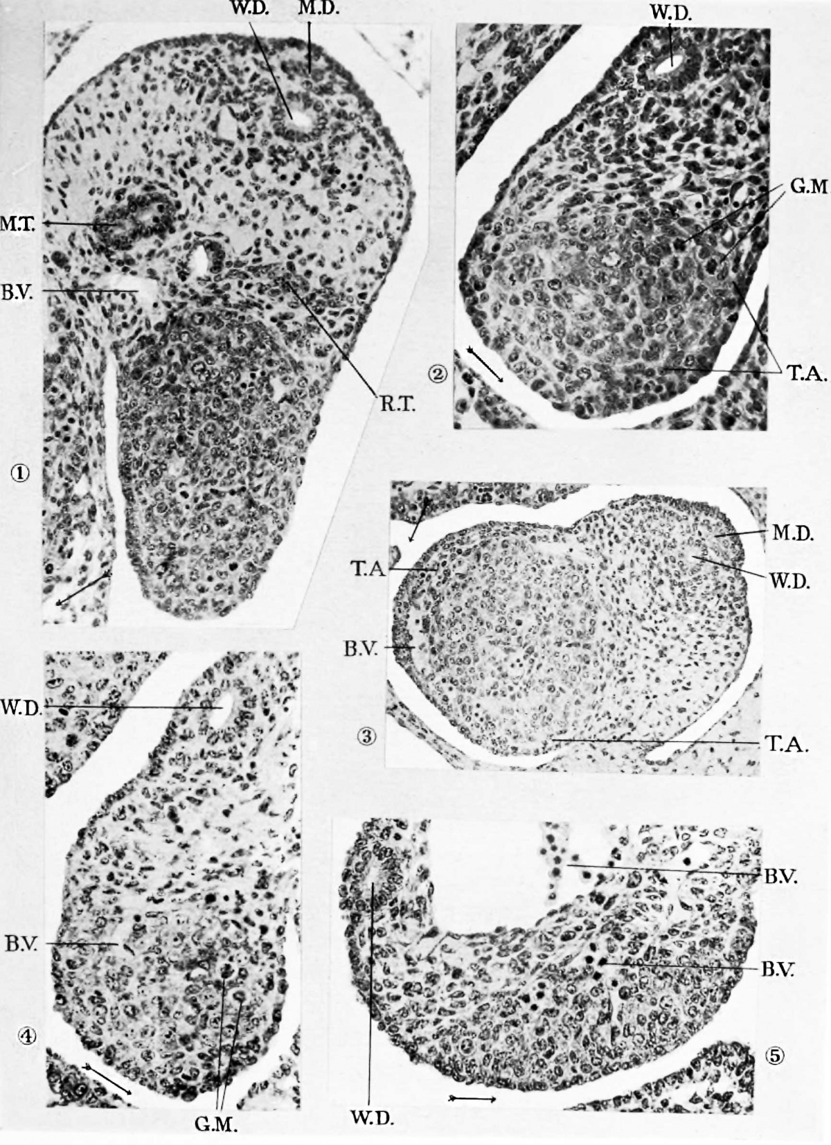 Paper - Development of the Mouse Gonads 1 - Embryology
