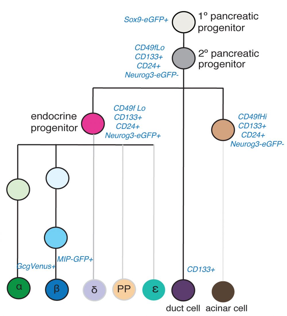 Endocrine - Pancreas Development - Embryology