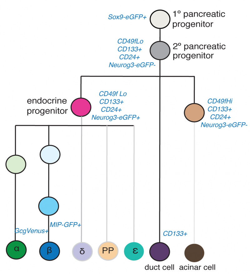 Gastrointestinal Tract - Pancreas Development - Embryology