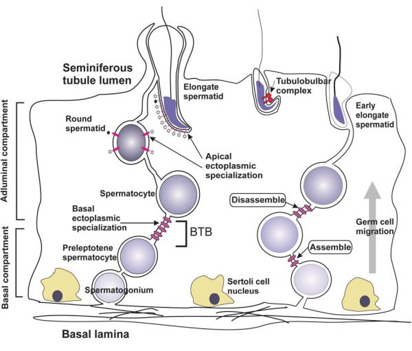 Testis Development - Embryology