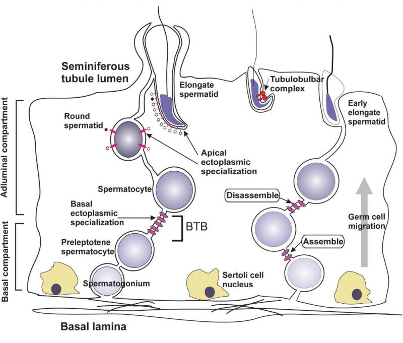 Sertoli cell - Embryology