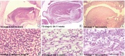 Tongue Development - Embryology