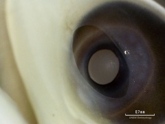 Lizard Development - Embryology