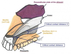 Category:Palate - Embryology