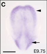 Rat Development - Embryology