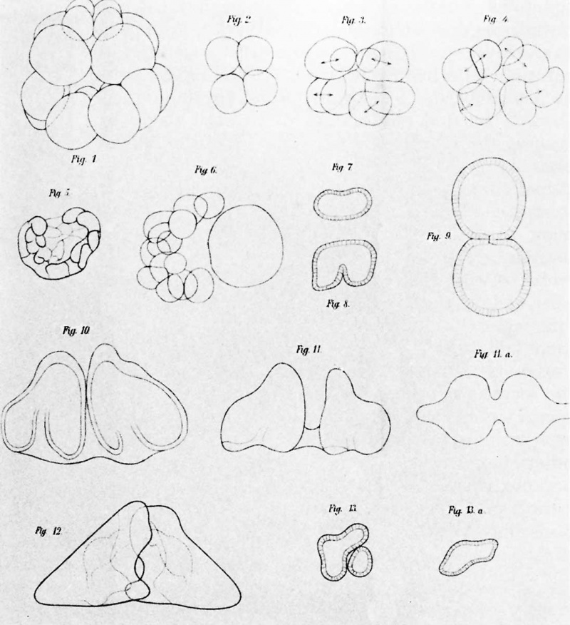 Embryology History - Hans Driesch - Embryology