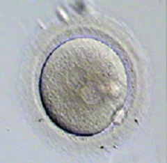 Category:Zygote - Embryology