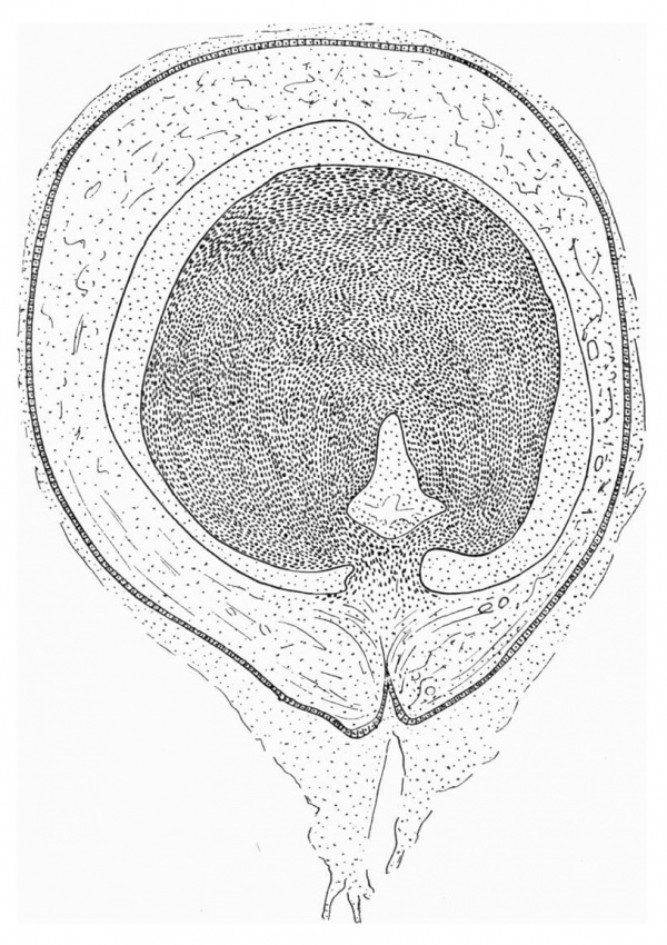 Paper - Notes on the development of the prepuce (1935) - Embryology