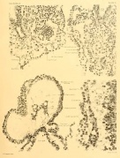Carnegie Stages - Embryology